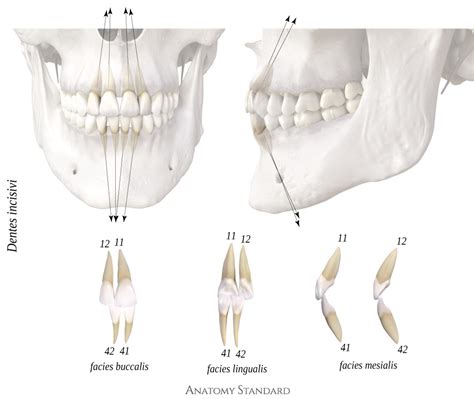 Tooth Angulation And Inclination At Becky Craig Blog