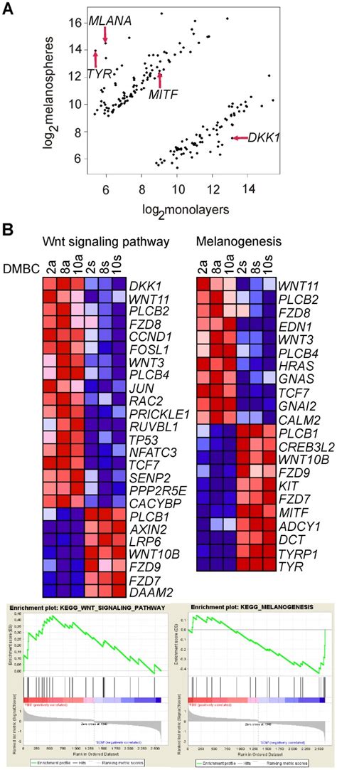 A A Significance Analysis Of Microarray Sam Plot Illustrates The
