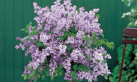 Dwarf Lilac Standard Tree Groupon Goods