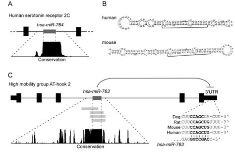 Two Examples Of A Non Mirbase Registered Mirna Identified Using Our