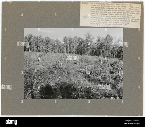 Tree Identification Pine Shortleaf Photographs Relating To National