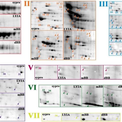 Fluorescent Thiol Labeled Spots Excised From Total Membrane Proteome To Download Scientific