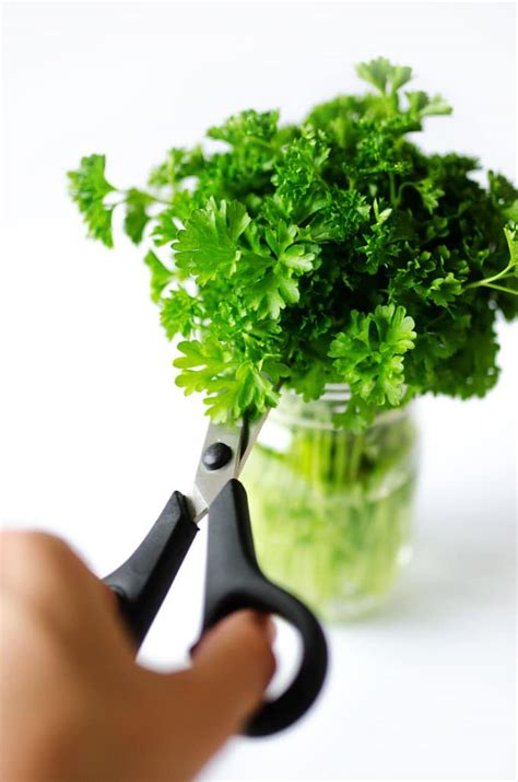 How To Store Parsley This Hack Will Keep Your Herbs Fresh For Weeks