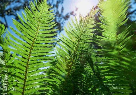 Athyrium Lady Fern Growing And Care