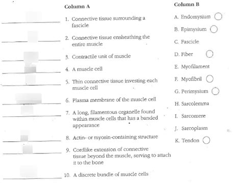 Labeling Muscle Terms Diagram Quizlet