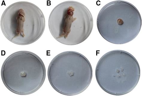 Isolation Of Calvaria From Mouse Mouse Was Killed By Cervical Download Scientific Diagram