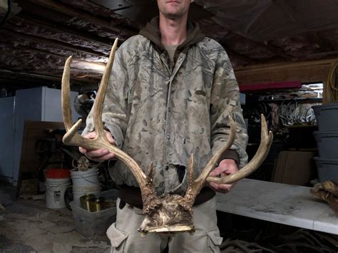 Funky Brown Mule Deer Rack Etsy