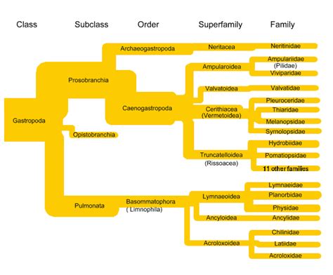 Gastropods Links To Families And Groupings