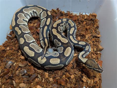 Ball Python Not Laying Eggs Ball Pythons Morphmarket Reptile Community