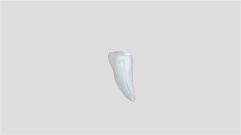 Upper Lateral Incisor 3d Model By 3d Models For Test 3dtrain