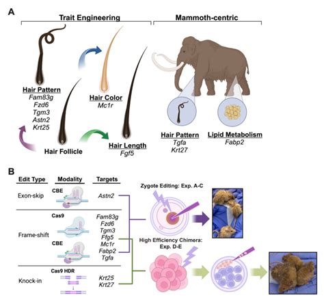 2028年，复活猛犸象？ 虎嗅网