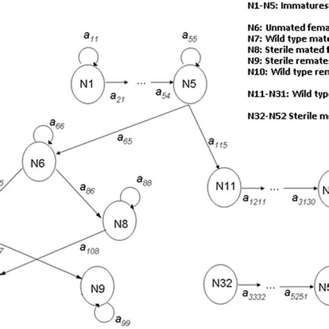 A Path Diagram Of The Transitions Of The Matrix Population Model Download Scientific Diagram