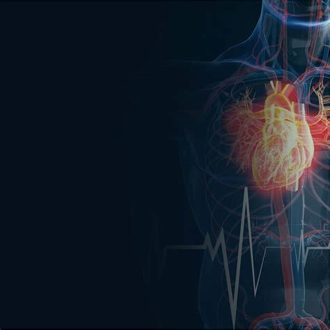 Cardiovascular System Wallpapers Top Free Cardiovascular System