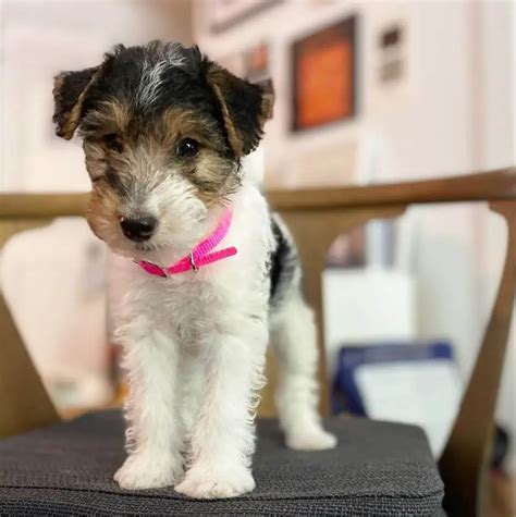 15 Photos Of Wire Fox Terrier Puppies That Make Everyone Fall In Love