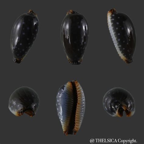 Staphylaea Limacina Staphylaeformis Wrs 4032 Mm Gem Thelsica