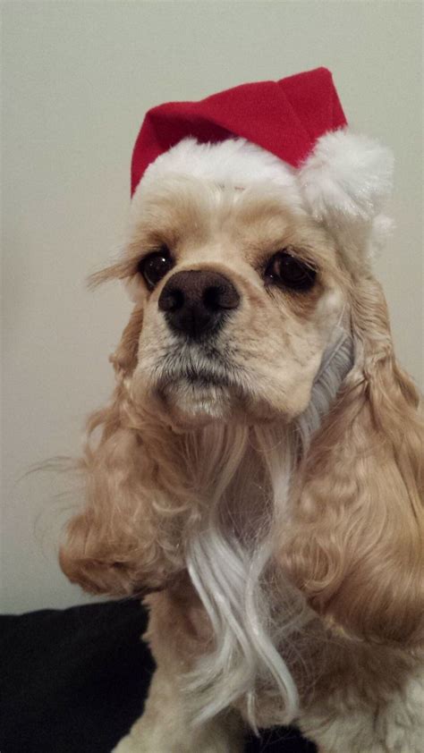 Cute American Cocker Spaniel In A Santa Hat