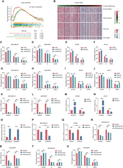 The Klhl29 Ddx3x Axis Regulates Tnbc Cell Cycle Progression A