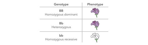 Onderscheid Tussen Genotype En Fenotype Genotype