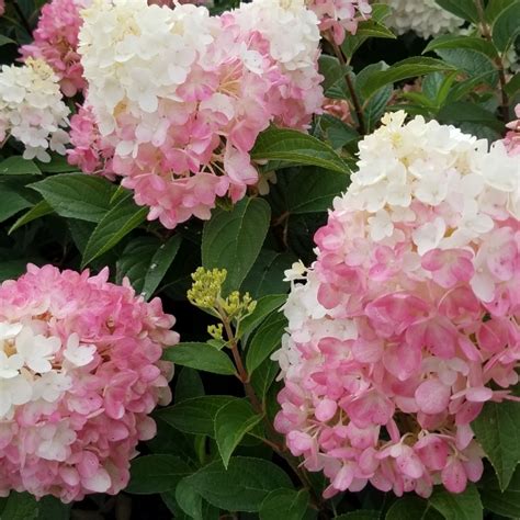 Overdevest Nurseries Lp Hydrangea Pan Worryfree® Ruby Snow