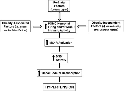 Of The Impact Of Various Factors On Pomc Neuronal Firing And Mc4r