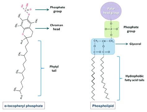 Phosphate Chemical Structure