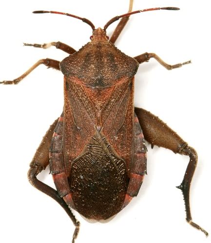 Mozena Obesa · Inaturalist Chile