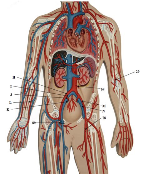 canvas assignment pt 10 diagram quizlet