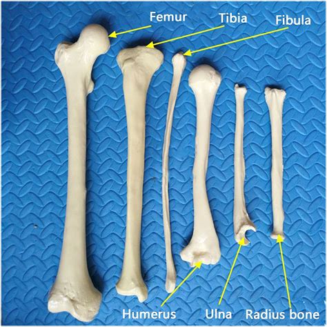 Femur Tibia Fibula Humerus Radius Ulna