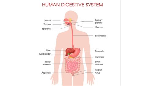 7 Tips For Optimal Digestive Health