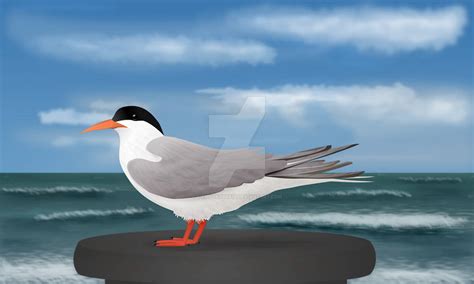 Common Tern By Tiemnokryskin On Deviantart