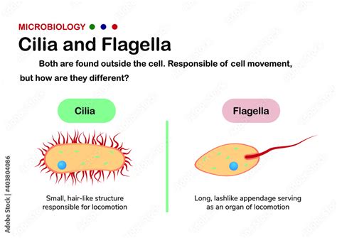 Poster Biology Diagram Present Different Of Cilia And Flagella In