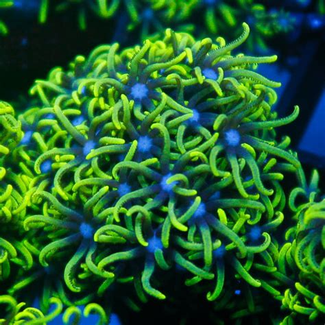 Jc Gsp Jersey Corals