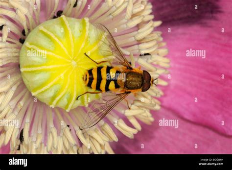 Hoverfly Xanthogramma Pedissequum Resting On Poppy Flower