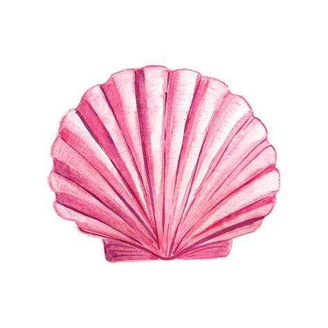 7 800 Cockle Shell Ilustrasi Grafik Vektor And Clip Art Bebas Royalti