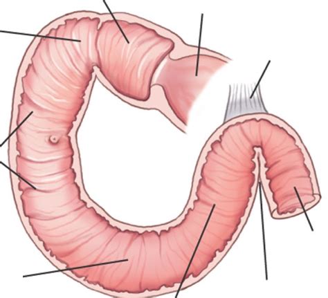 Duodenum Label Diagram Quizlet