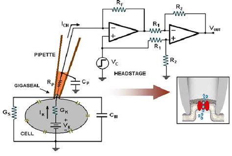 This Figure Shows The Conventional Method Of Doing Patch Clamp