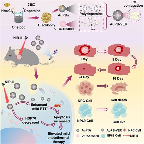 Ver 155008 Functionalized Au Polydopamine Blackspheres For Heat Shock