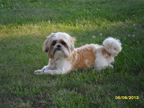 Boyd Bear Boyds Bears Furry Friend Furry