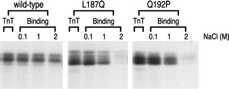 Mutations In Cid Affect C1 Poly U Binding Activity At High Salt