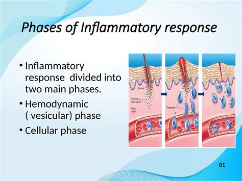 Phase Of Acute Inflammatory Response Pptx