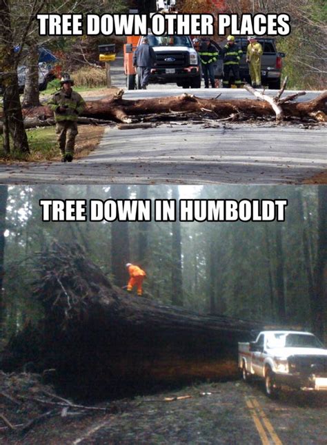 Redwood Memes Shhh The Tiny Grass Is Dreaming Imgflip