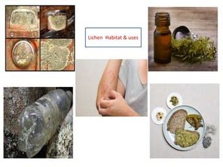 Lichen Pptx