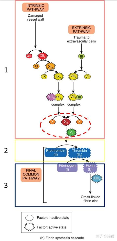 【血液系统】12血液生理 知乎