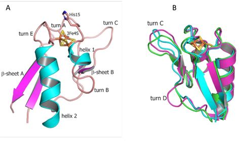 A Overall Structure Of Fdx Ferredoxin Of Mtuberculosis B Structural