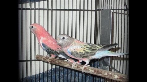 Rainbow Bourke Hen And Other Young Bourke Parakeets