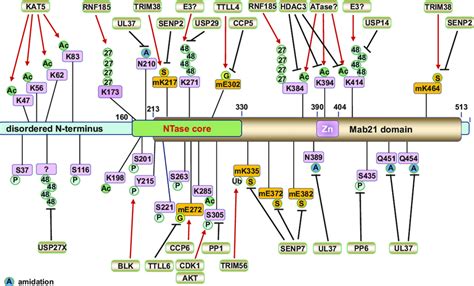 Regulations Of Cgas Activation By Cgas Post Translational Download Scientific Diagram