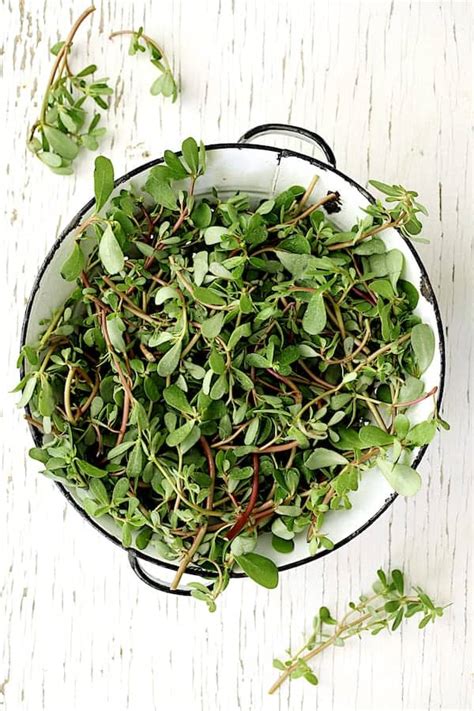 Purslane Chimichurri Recipe Super Nutritious And Easy