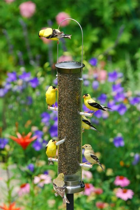 Wild Birds Unlimited A Closer Look At American Goldfinches Bird