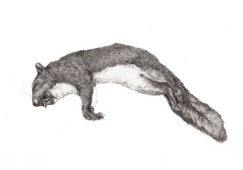 Hand Drawn Squirrel Print Dead Squirrel Pen And Ink Dot Etsy