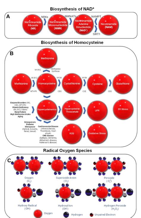 Biosynthesis Of Nad Is Superscripted And Homocysteine And Radical